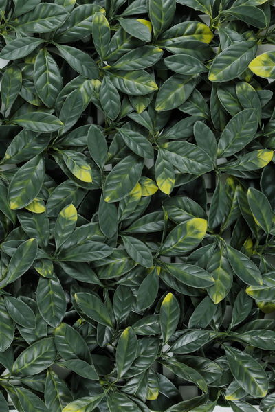 Laurel – Caché Interiores